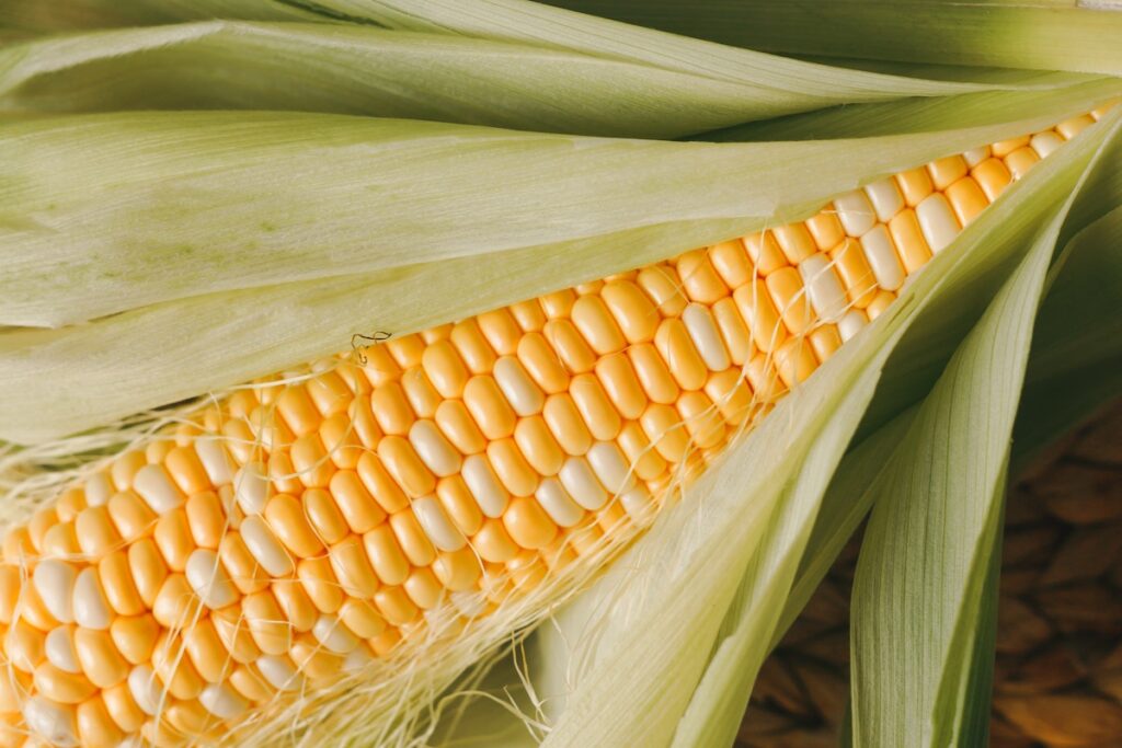 Understanding Potassium and it's role in corn - FresYes!